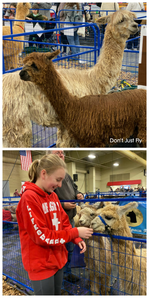 Meet LIVE Alpacas in Charlotte - Don't Just Fly